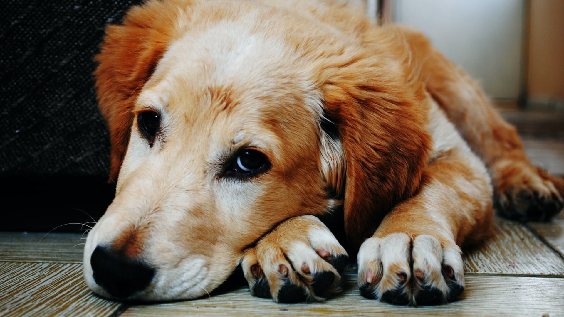 BEWARE OF THE DOG SCAM - The Bobby Project